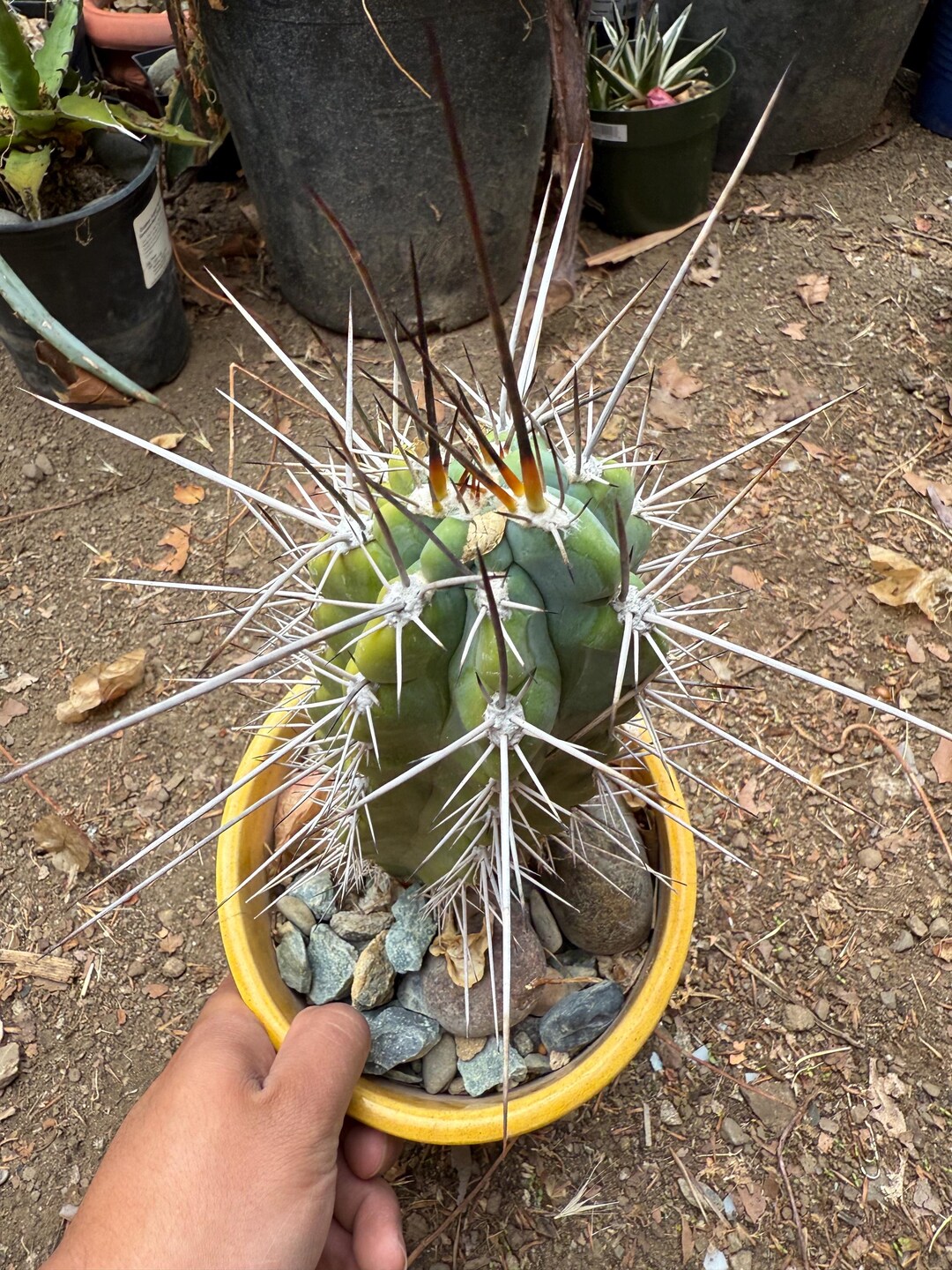 Stetsonia Coryne Cactus - Etsy