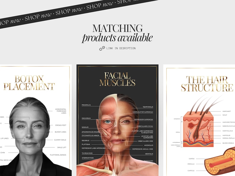 Canva | Poster Template | Facial Muscles | Botox & Filler Injector ...
