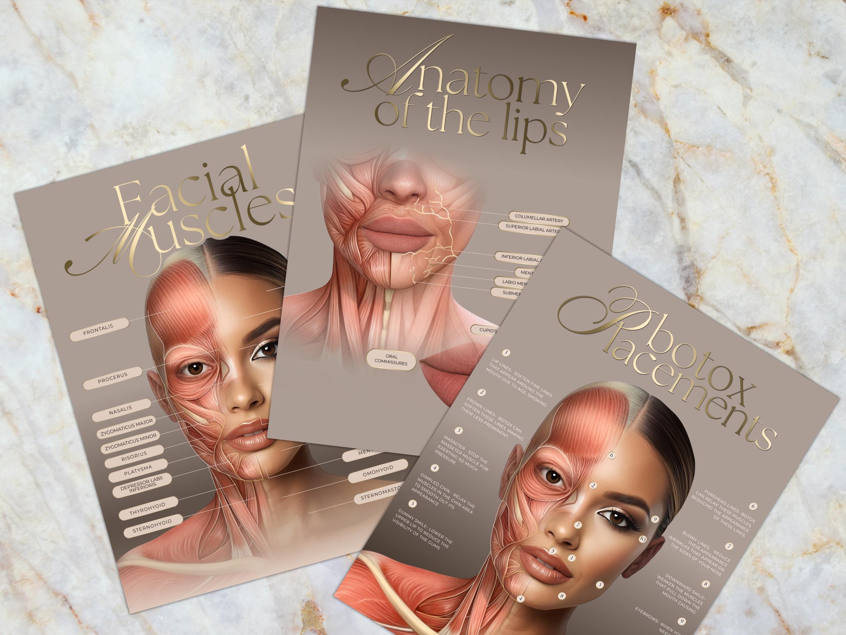 Canva | Poster Template | Facial Muscles Art | Botox & Filler Injector ...