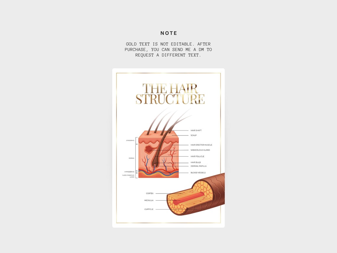 Hair Structure & Hair Build Poster Templates | Hair Anatomy Chart ...