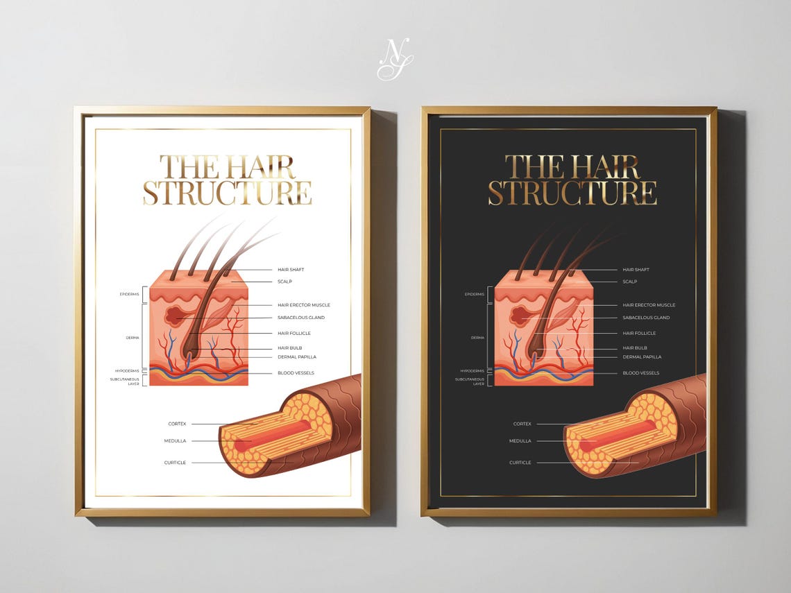 Hair Structure & Hair Build Poster Templates | Hair Anatomy Chart ...