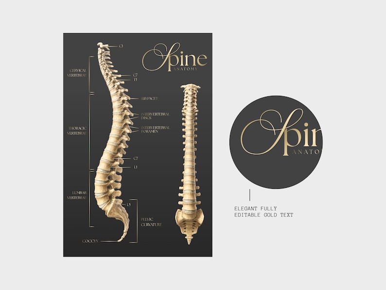 Spine Anatomy Poster Canva Template | Medical Chiropractic Wall Art for ...