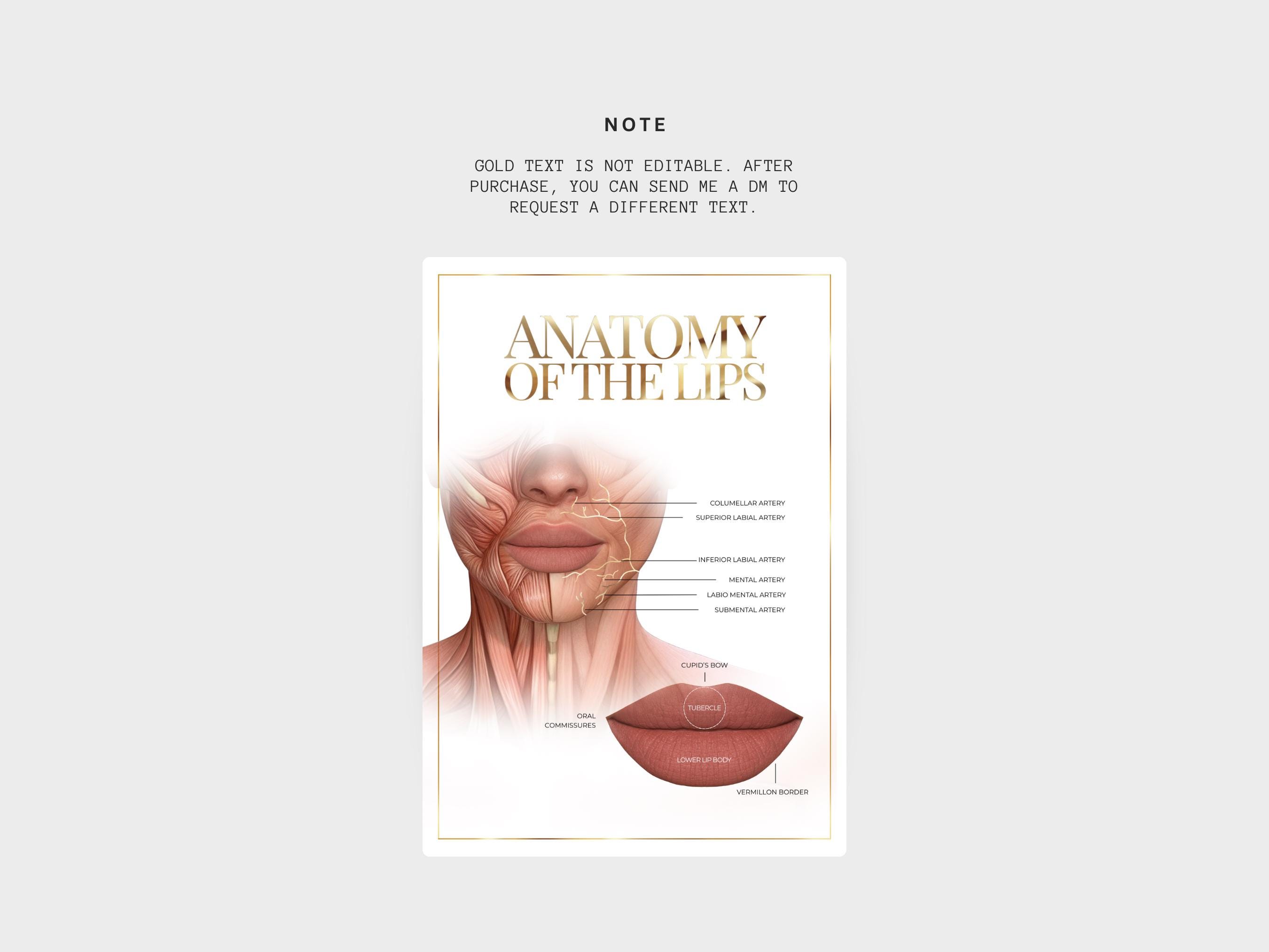 Canva | Poster Template | Facial Muscles | Botox & Filler Injector ...