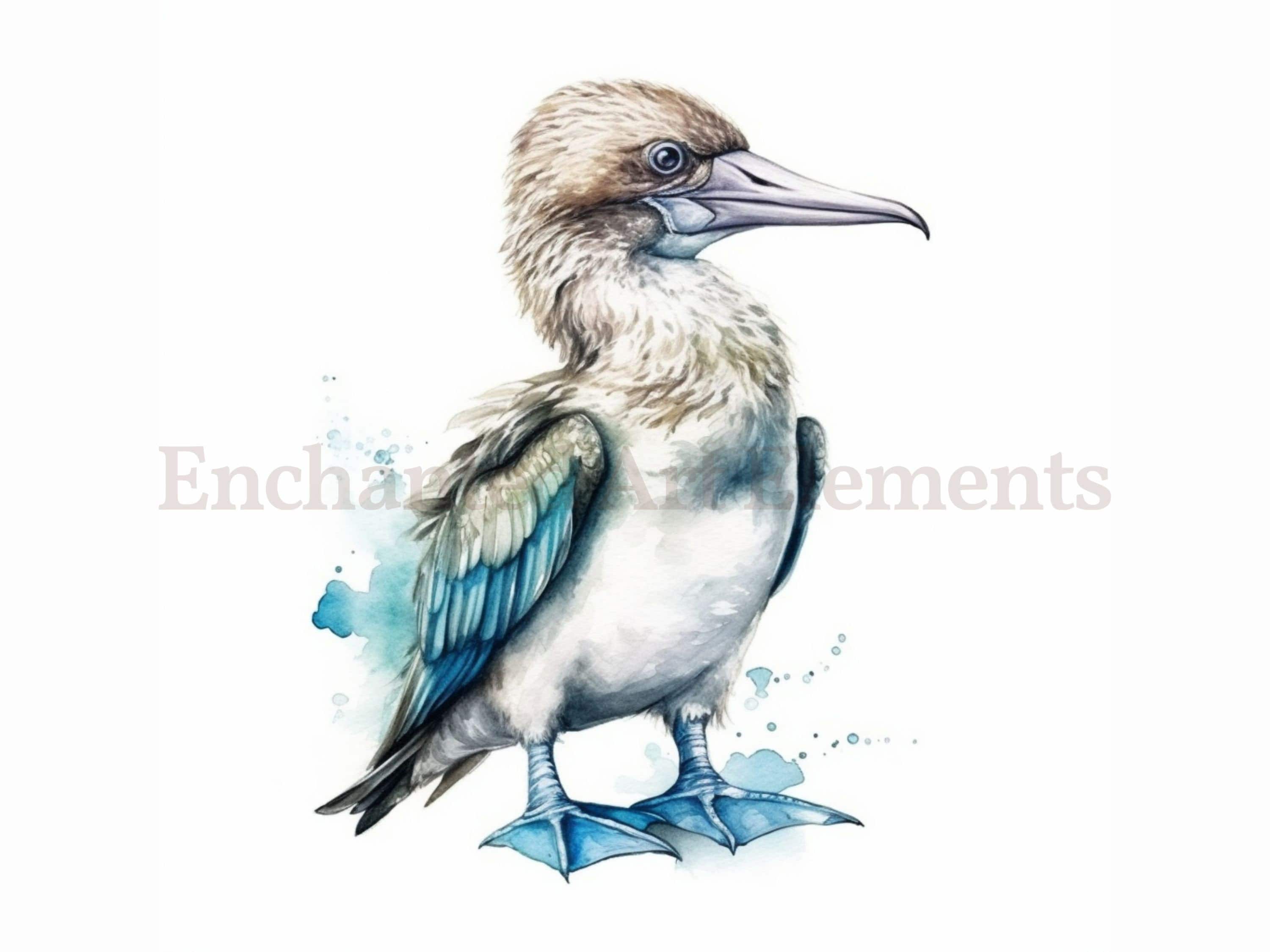 Blue Footed Bobby Clipart Watercolor Illustration Commercial - Etsy