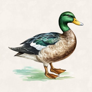 Mallard Duck Clipart Watercolor Illustration Commercial Use Digital ...