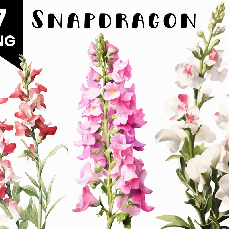 Watercolor Snapdragons - Etsy