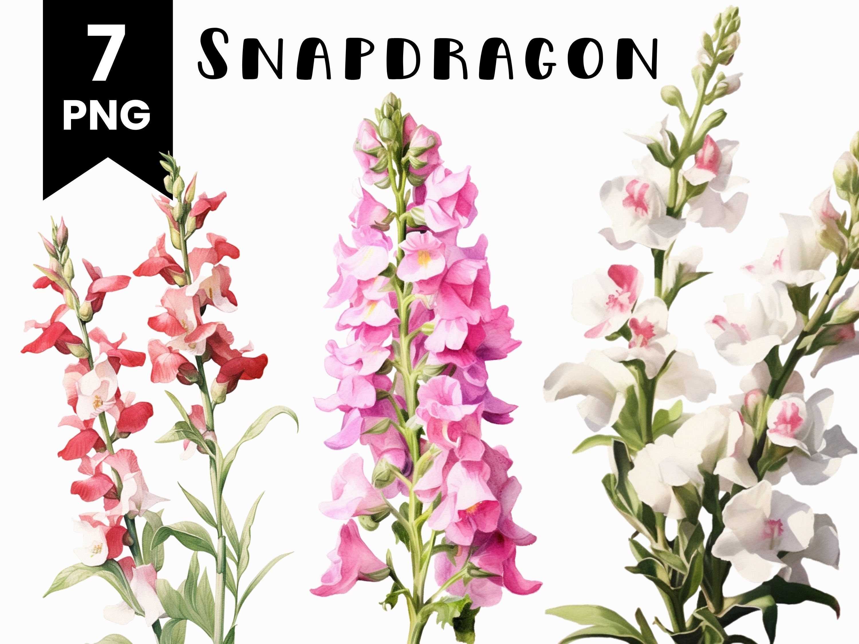 7 Snapdragon Flower Watercolor Clipart Bundle Wedding - Etsy