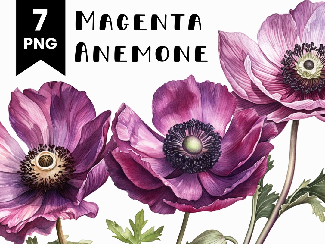 7 Magenta Anemone Flower Clipart Bundle Commercial Use Allowed Digital ...
