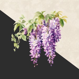 Wisteria Flower Clipart Watercolor Illustration Commercial Use Digital ...