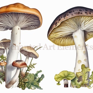 15 Woodland Mushroom Watercolor Clipart Variety Bundle, Commercial Use ...