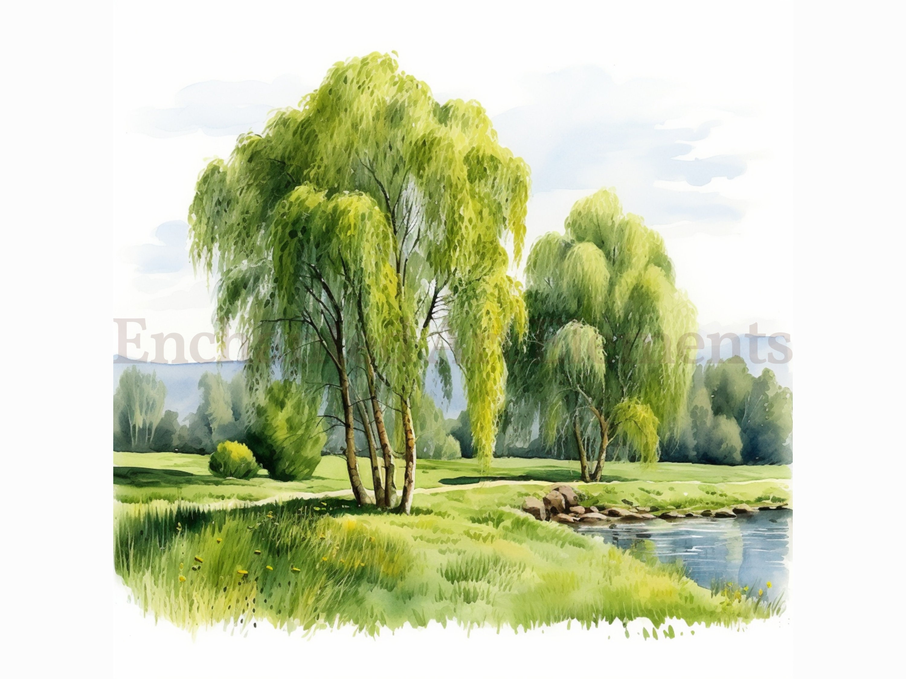 Watercolor Willow Tree Clipart: Commercial Use Digital Design (JPG) - Etsy