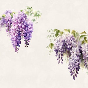 Wisteria Flower Clipart Watercolor Illustration Commercial Use Digital ...