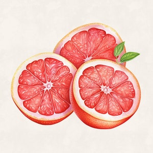 Grapefruit Clipart Bundle Commercial Use Watercolor Grapefruit Fruit ...