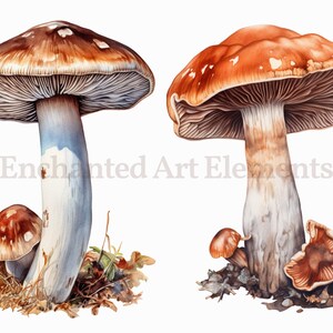 15 Woodland Mushroom Watercolor Clipart Variety Bundle, Commercial Use ...