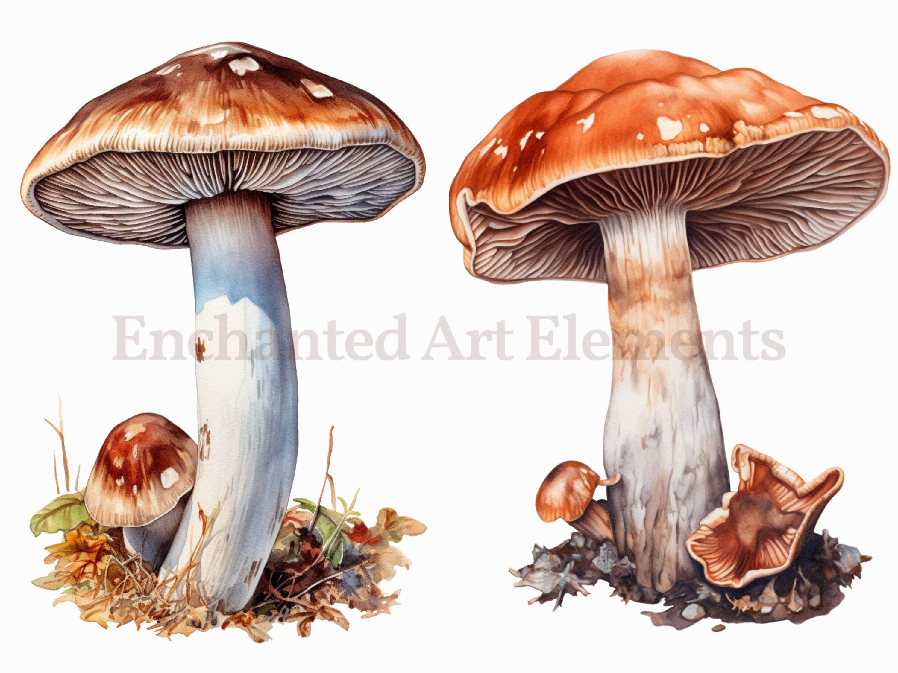 15 Woodland Mushroom Watercolor Clipart Variety Bundle - Etsy