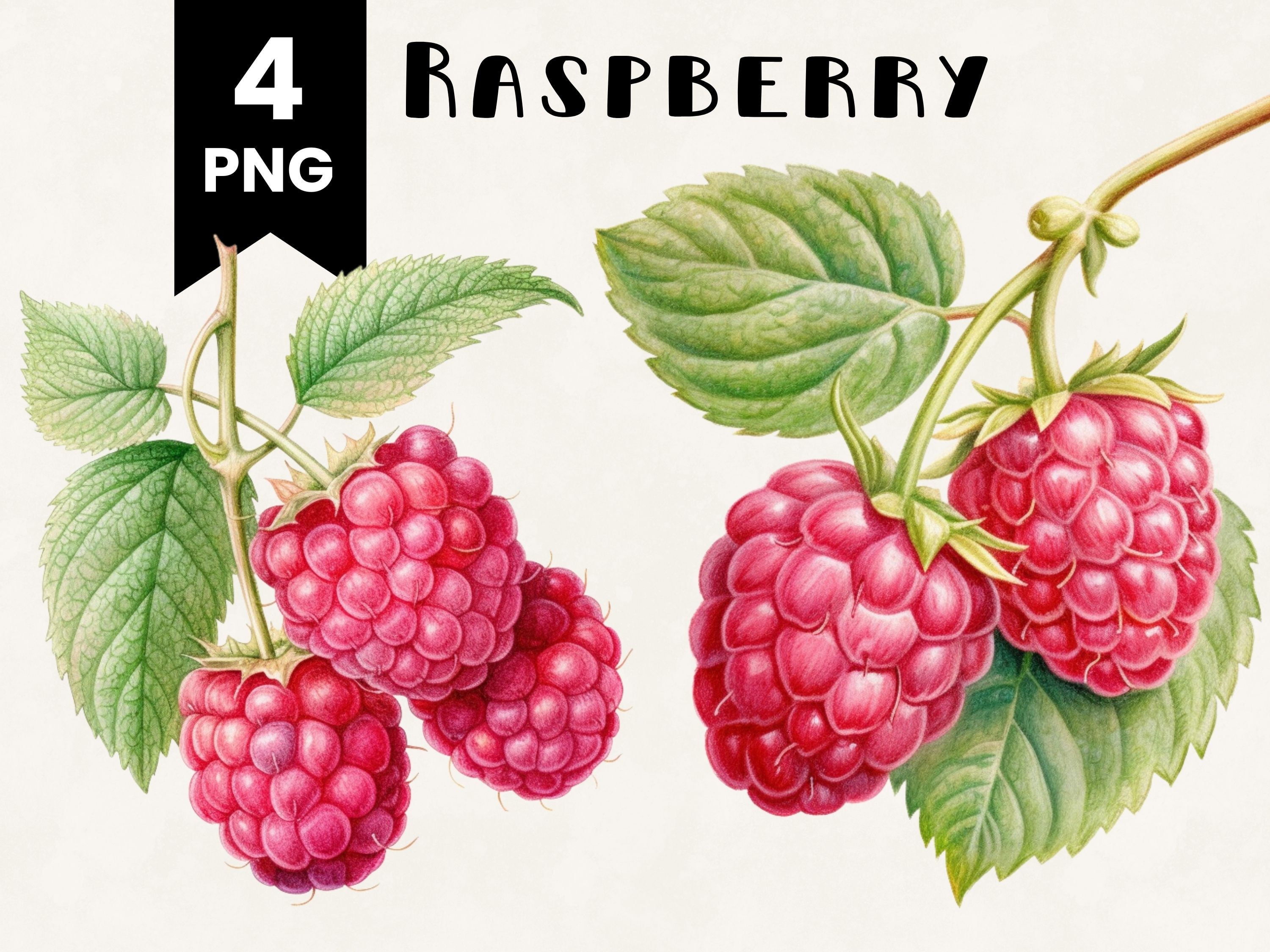 Raspberries Clipart Bundle Commercial Use Watercolor Raspberry - Etsy