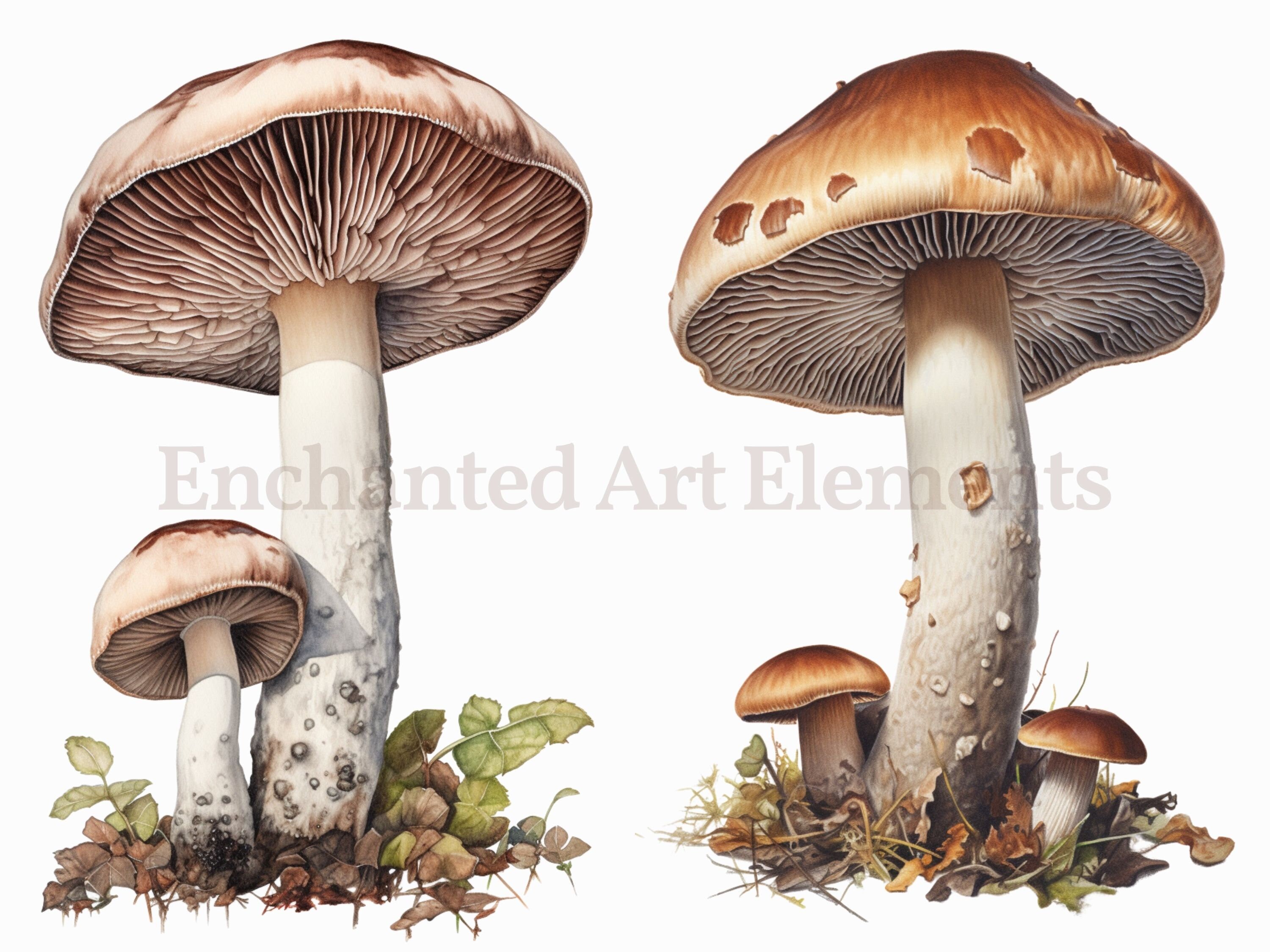 15 Woodland Mushroom Watercolor Clipart Variety Bundle - Etsy