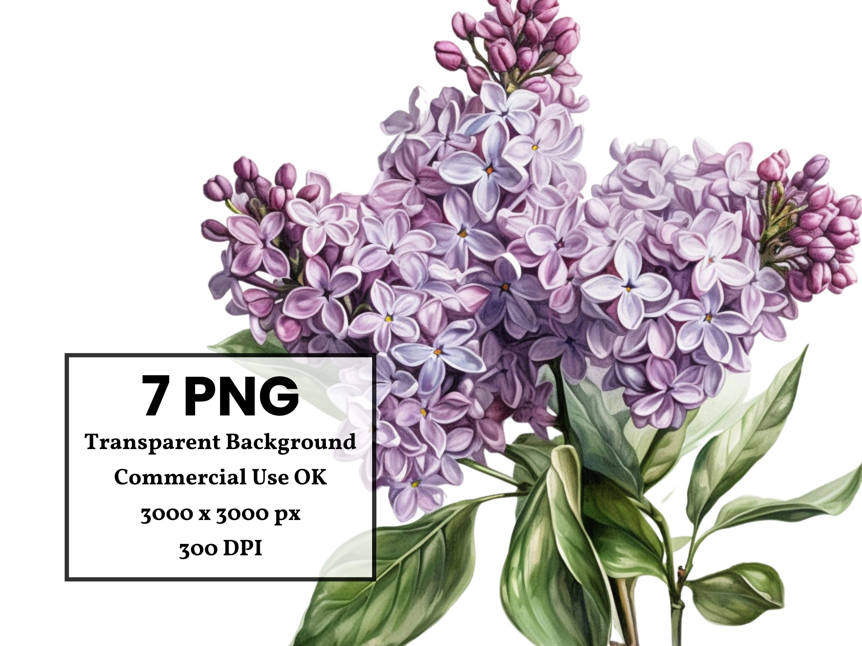 7 Lilac Flower Clipart Bundle Commercial Use Allowed Digital - Etsy
