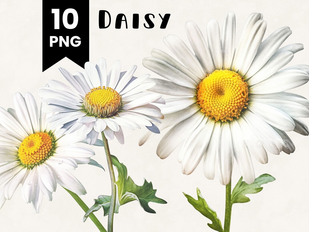 Daisy Watercolor Clipart Bundle: Floral PNG Images (commercial Use) - Etsy