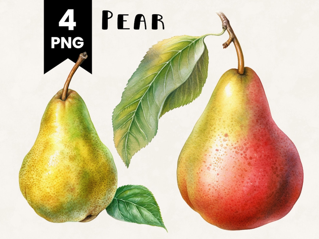 Pear Clipart Bundle Commercial Use Watercolor Pears Digital Design ...