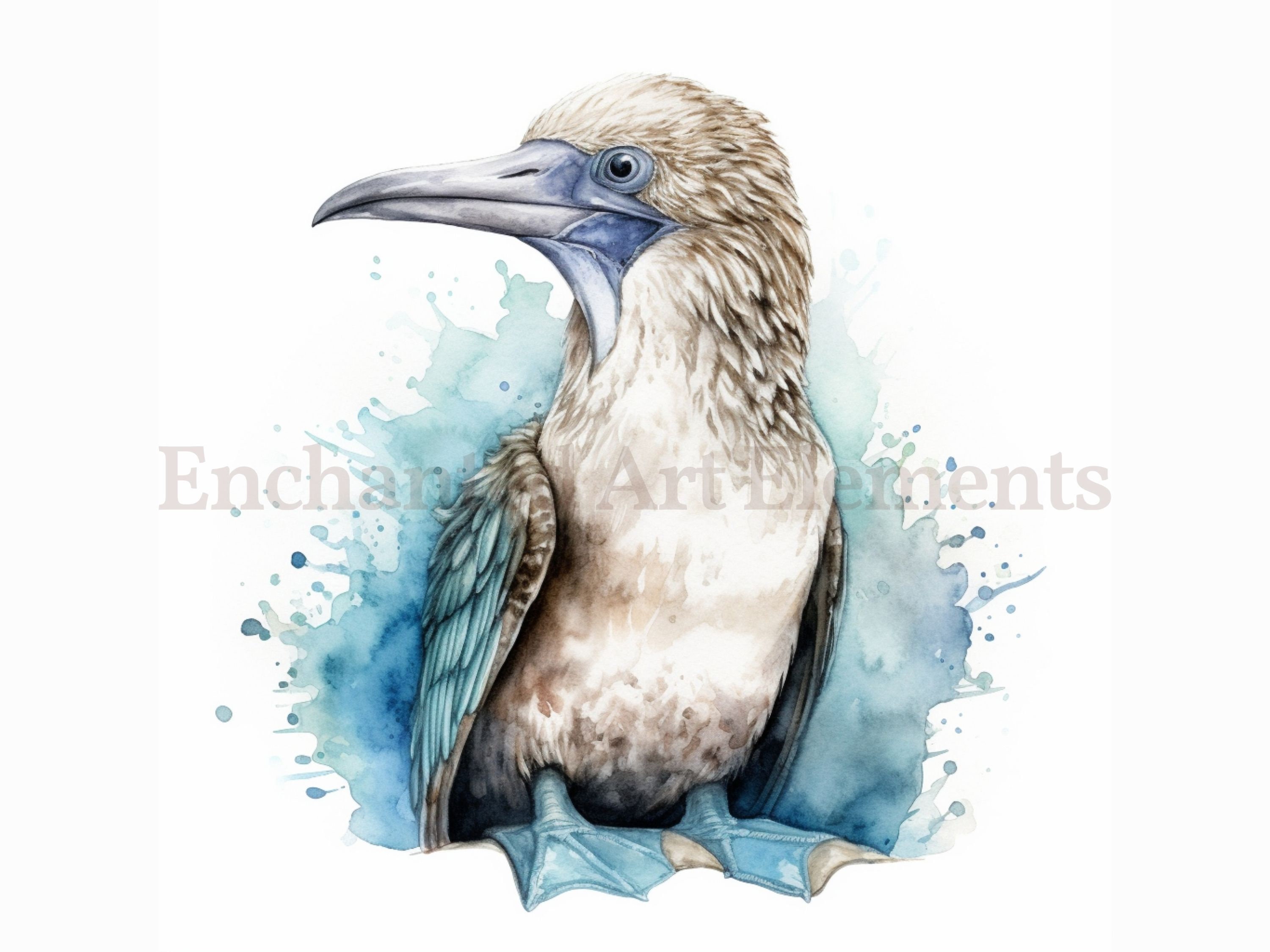 Blue Footed Bobby Clipart Watercolor Illustration Commercial - Etsy