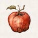 Rotten Apple Clipart Watercolor Illustration Commercial Use Digital ...