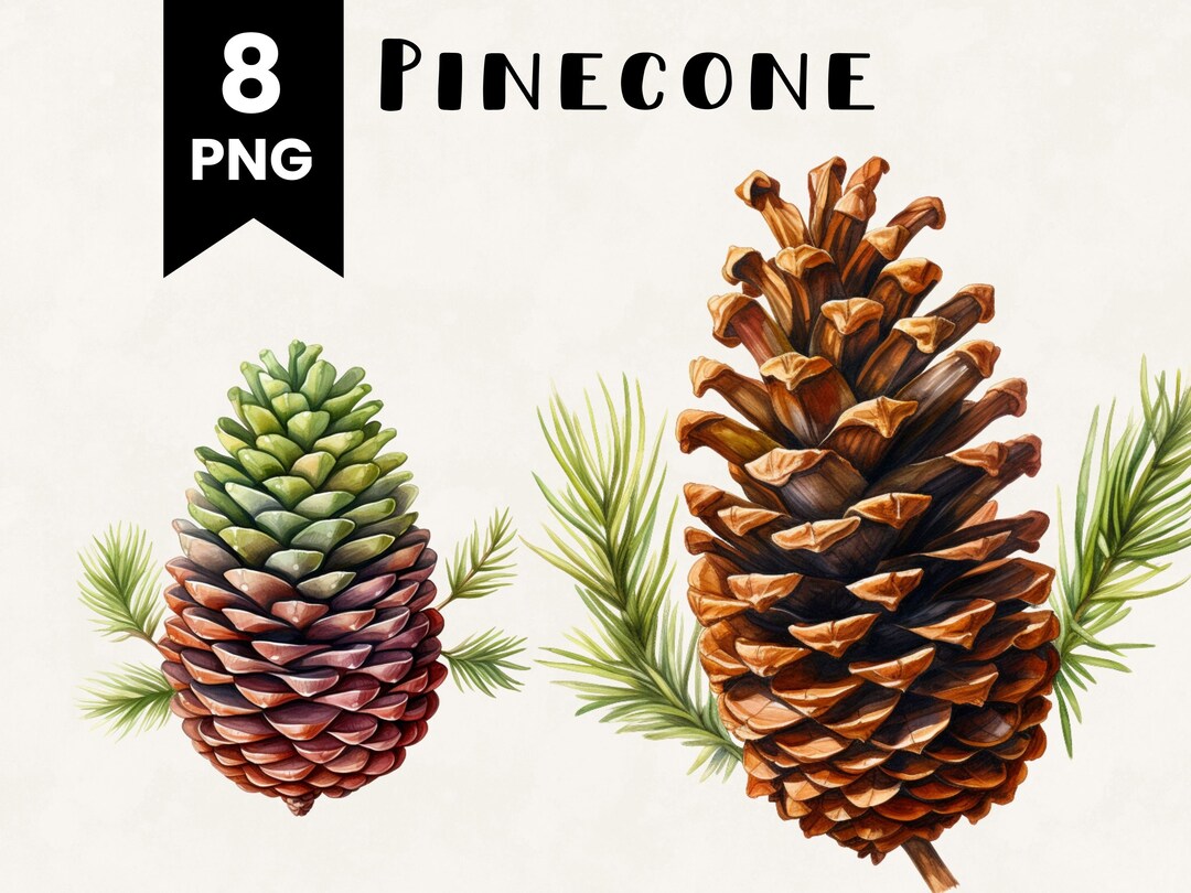 Pinecone Clipart Watercolor Christmas Illustration Commercial Use Digital Design Bundle for POD ...