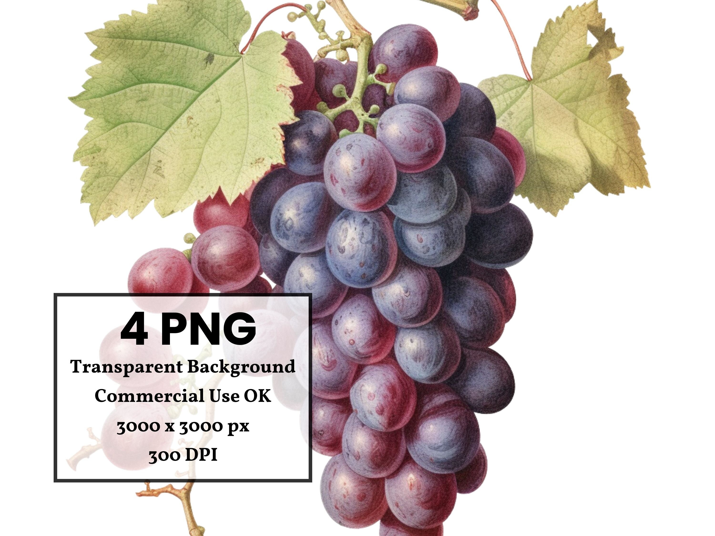 Grapes Clipart Bundle Commercial Use Watercolor Grape Fruit Digital ...