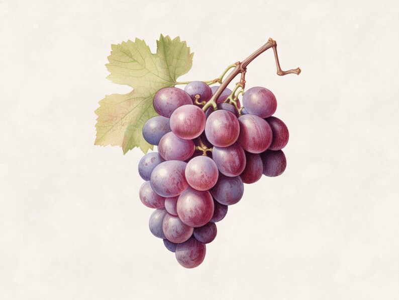 Grapes Clipart Bundle Commercial Use Watercolor Grape Fruit Digital ...