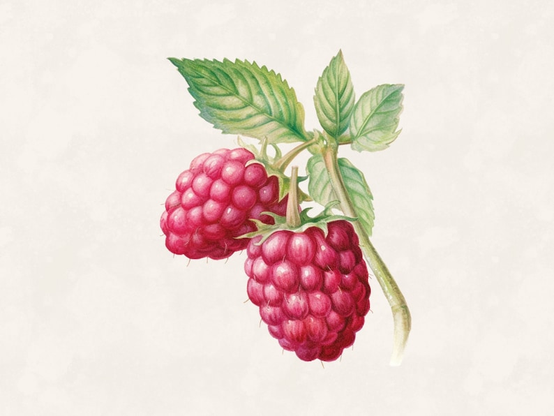 Raspberries Clipart Bundle Commercial Use Watercolor Raspberry - Etsy