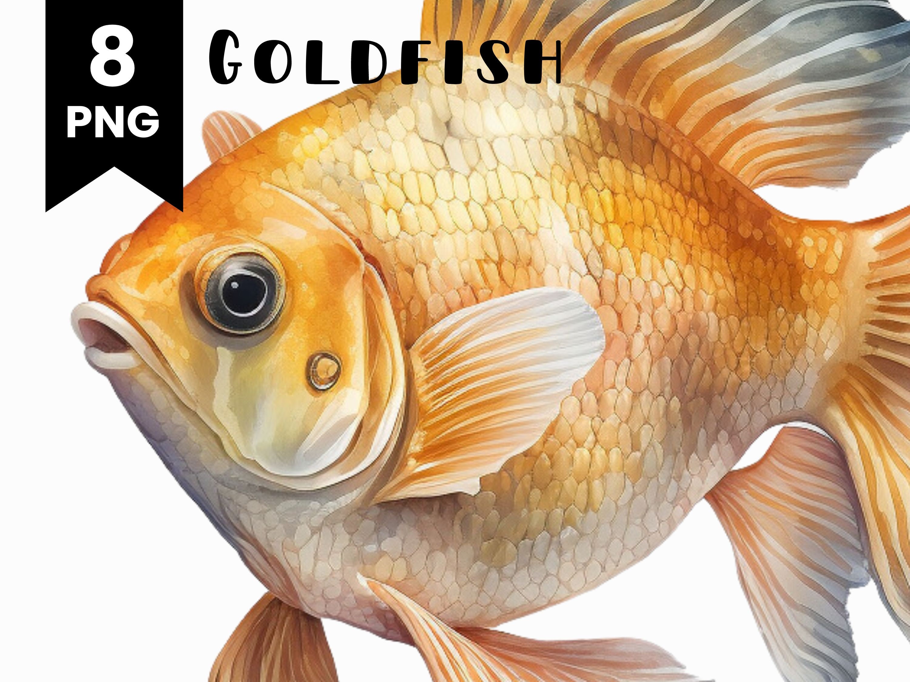 Transparent Background Goldfish
