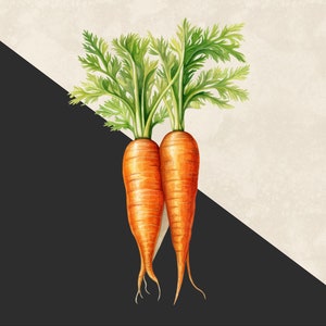 Carrot Food Clipart Watercolor Illustration PNG Files Commercial Use ...
