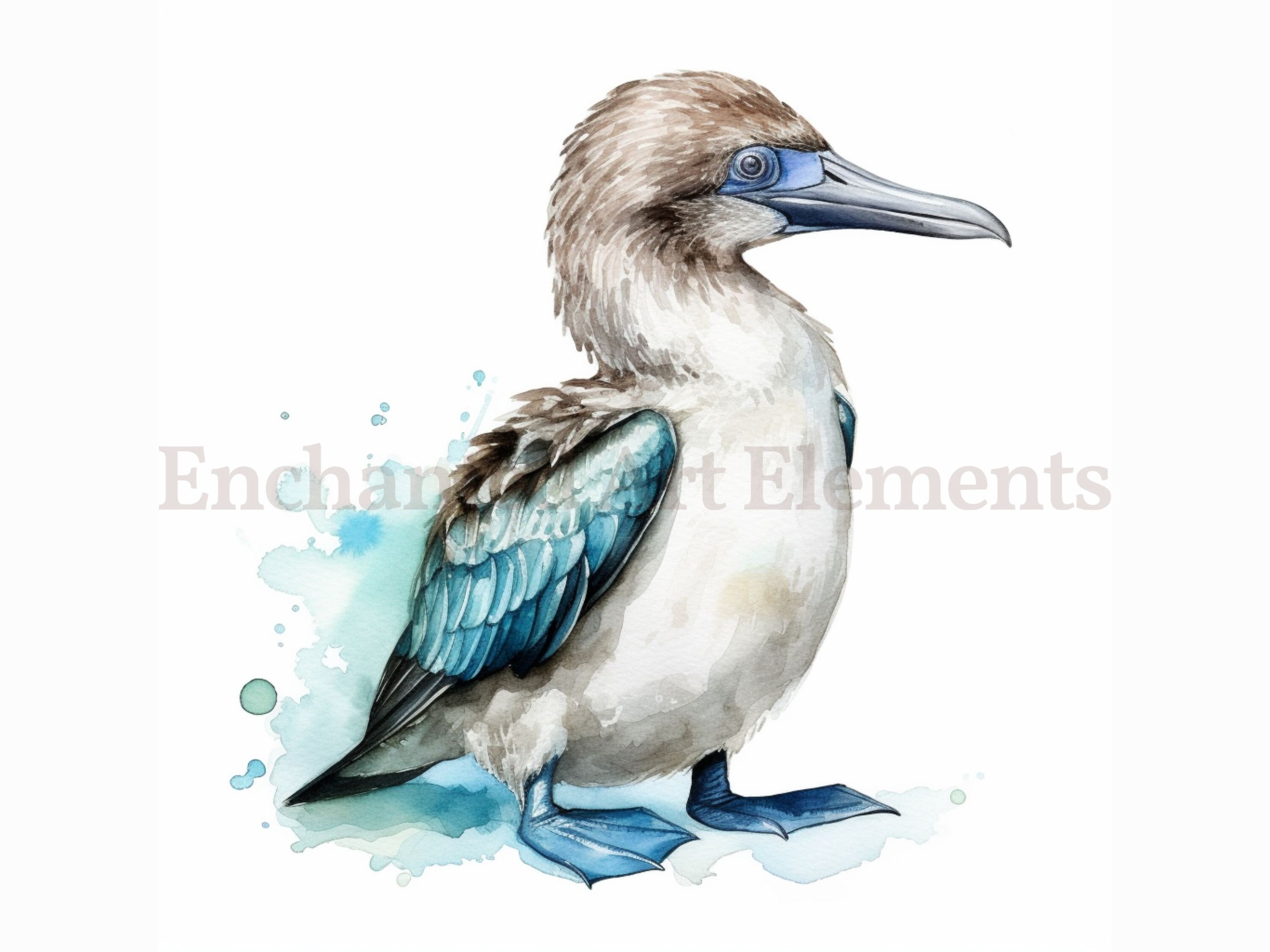 Blue Footed Bobby Clipart Watercolor Illustration Commercial - Etsy