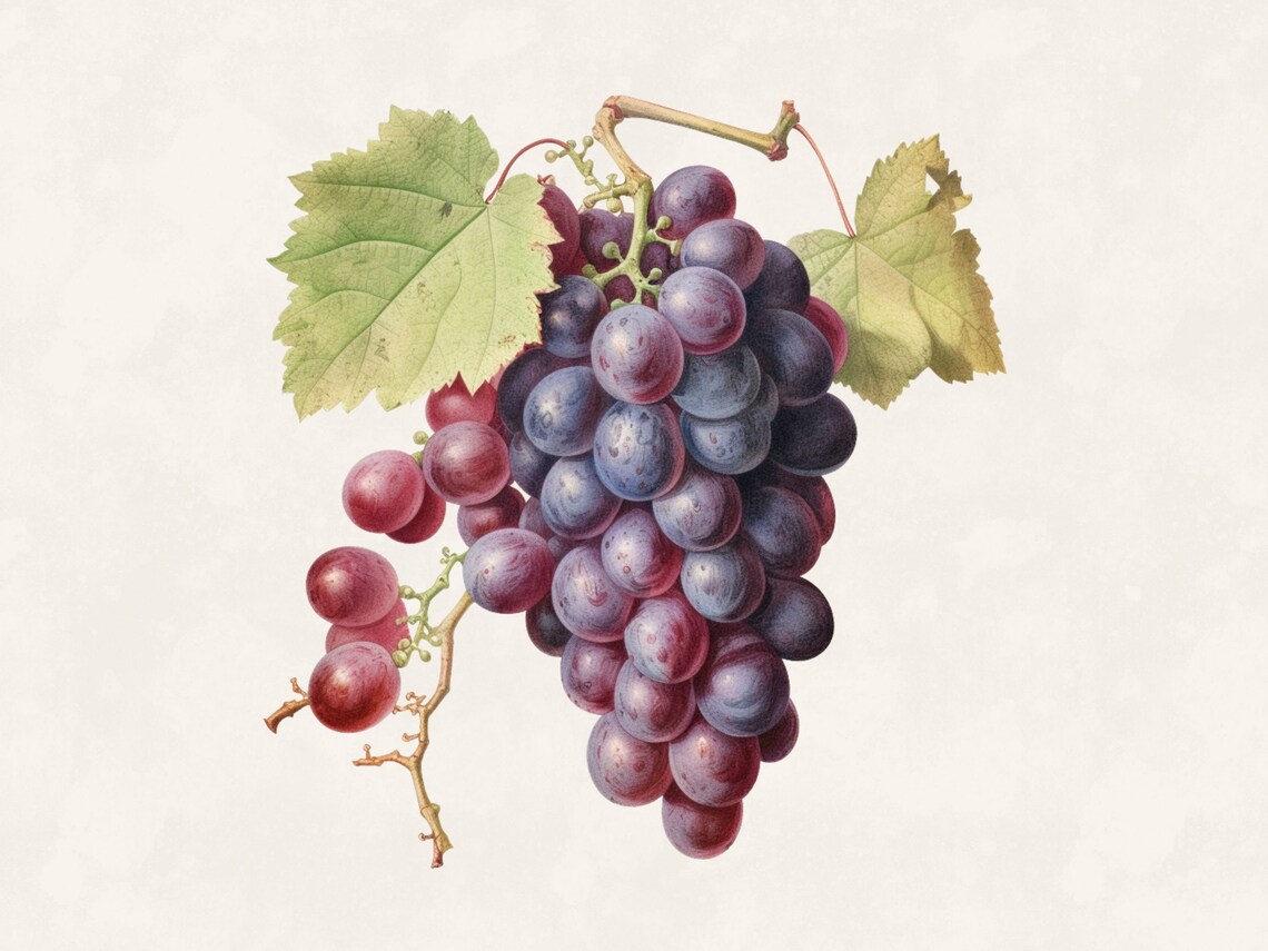 Grapes Clipart Bundle Commercial Use Watercolor Grape Fruit Digital ...