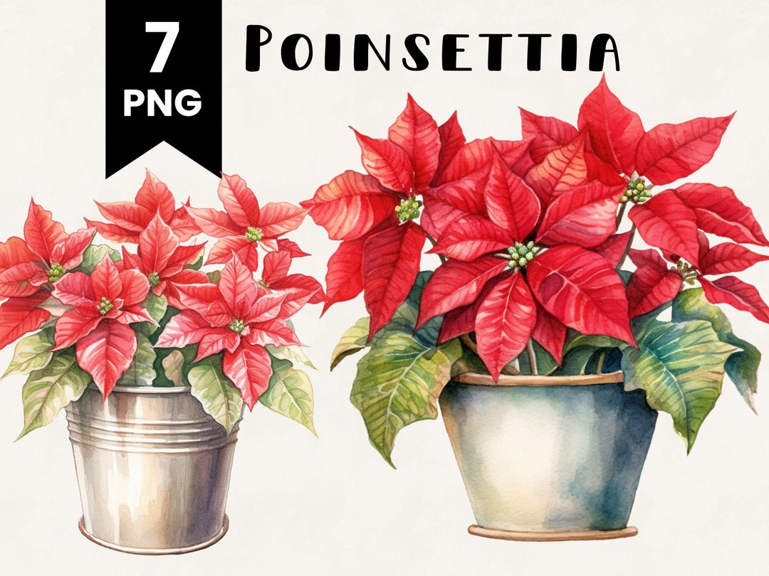 Poinsettia Clipart Bundle Commercial Use Watercolor Poinsettia Bouquet ...