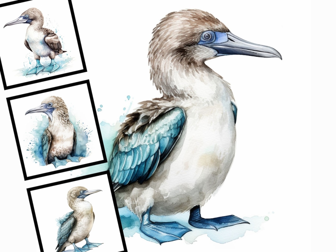 Blue Footed Bobby Clipart Watercolor Illustration Commercial Use ...