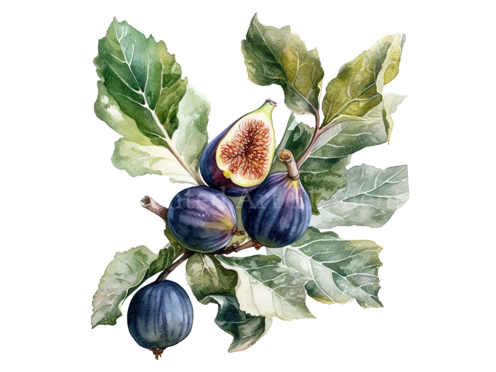 Fig Tree Branch Watercolor Illustration Fig Clipart Greek Invitation ...