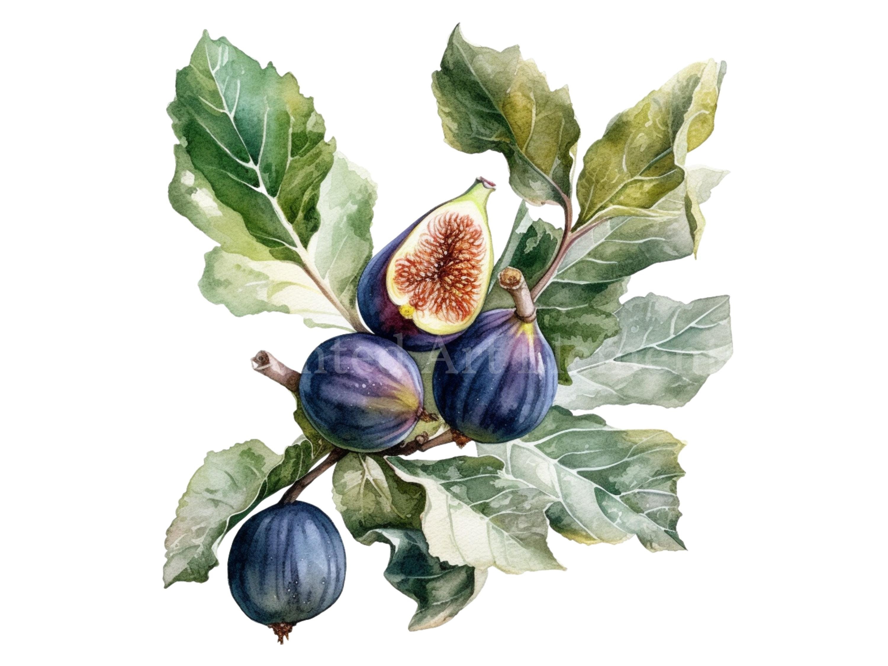 Fig Tree Branch Watercolor Illustration Fig Clipart Greek Invitation ...