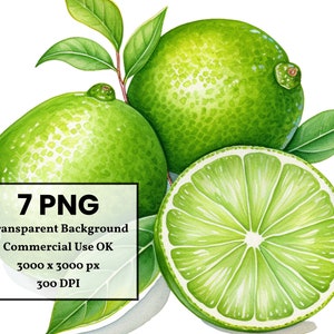 Lime Clipart Bundle Commercial Use Watercolor Limes Fruit Digital ...