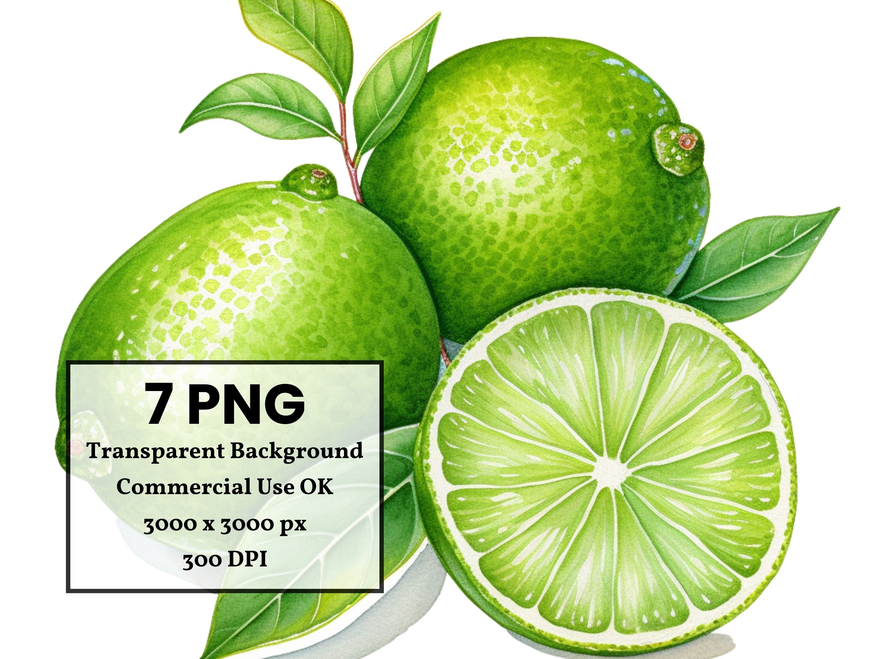 Lime Clipart Bundle Commercial Use Watercolor Limes Fruit Digital ...