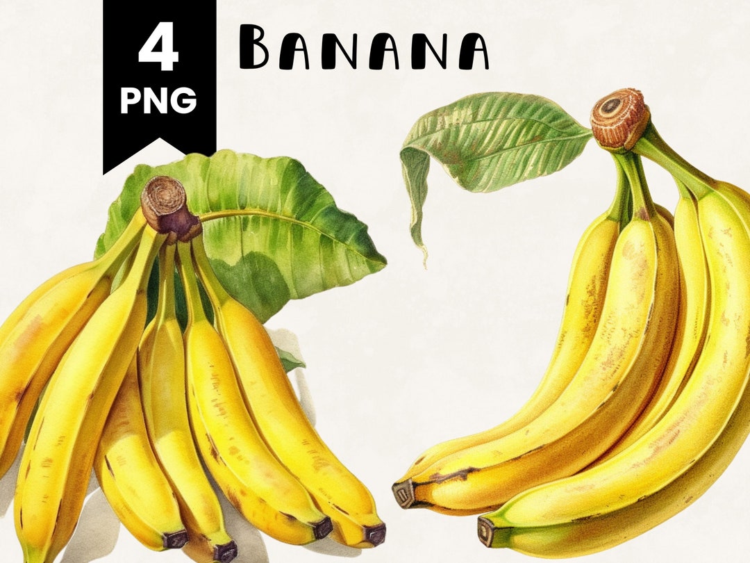 Bananas Clipart Bundle Commercial Use Watercolor Banana Fruit Digital ...
