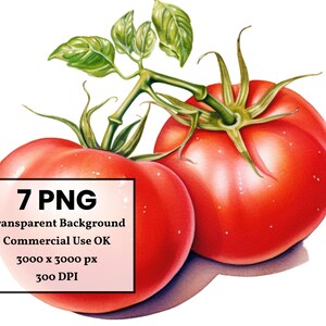 Tomato Clipart Bundle Commercial Use Watercolor Tomato Food Digital ...