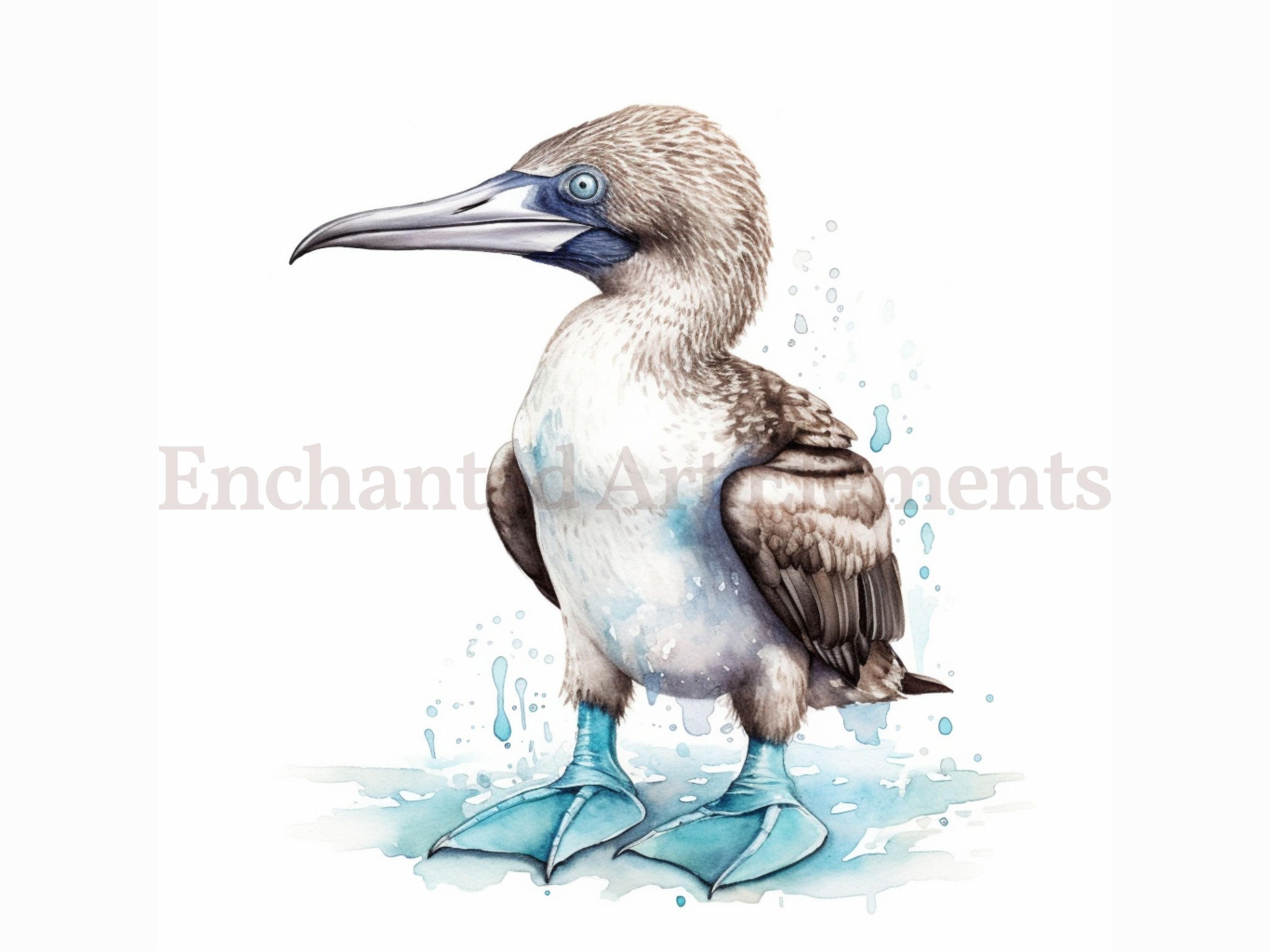Blue Footed Bobby Clipart Watercolor Illustration Commercial - Etsy