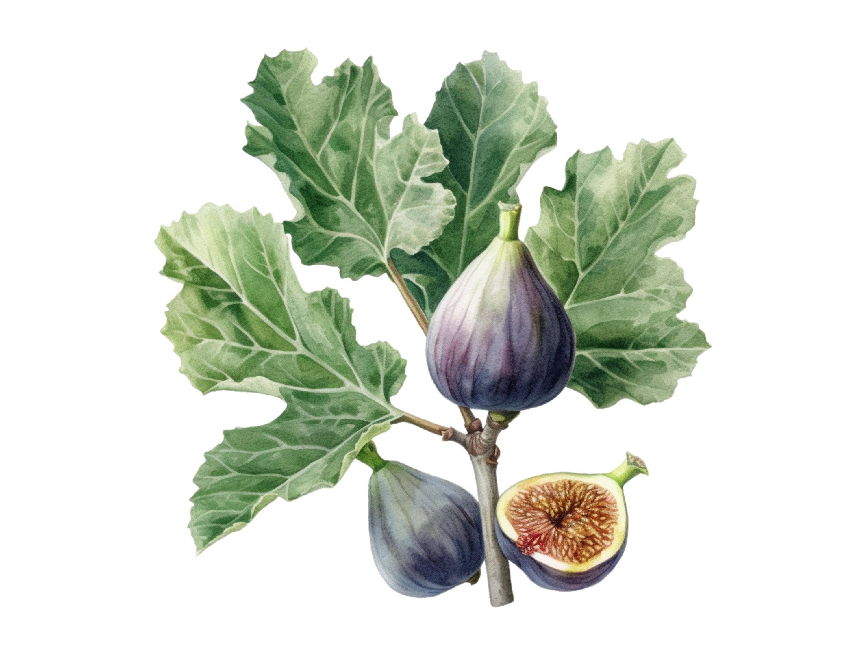 Fig Tree Branch Watercolor Illustration Fig Clipart Greek Invitation ...