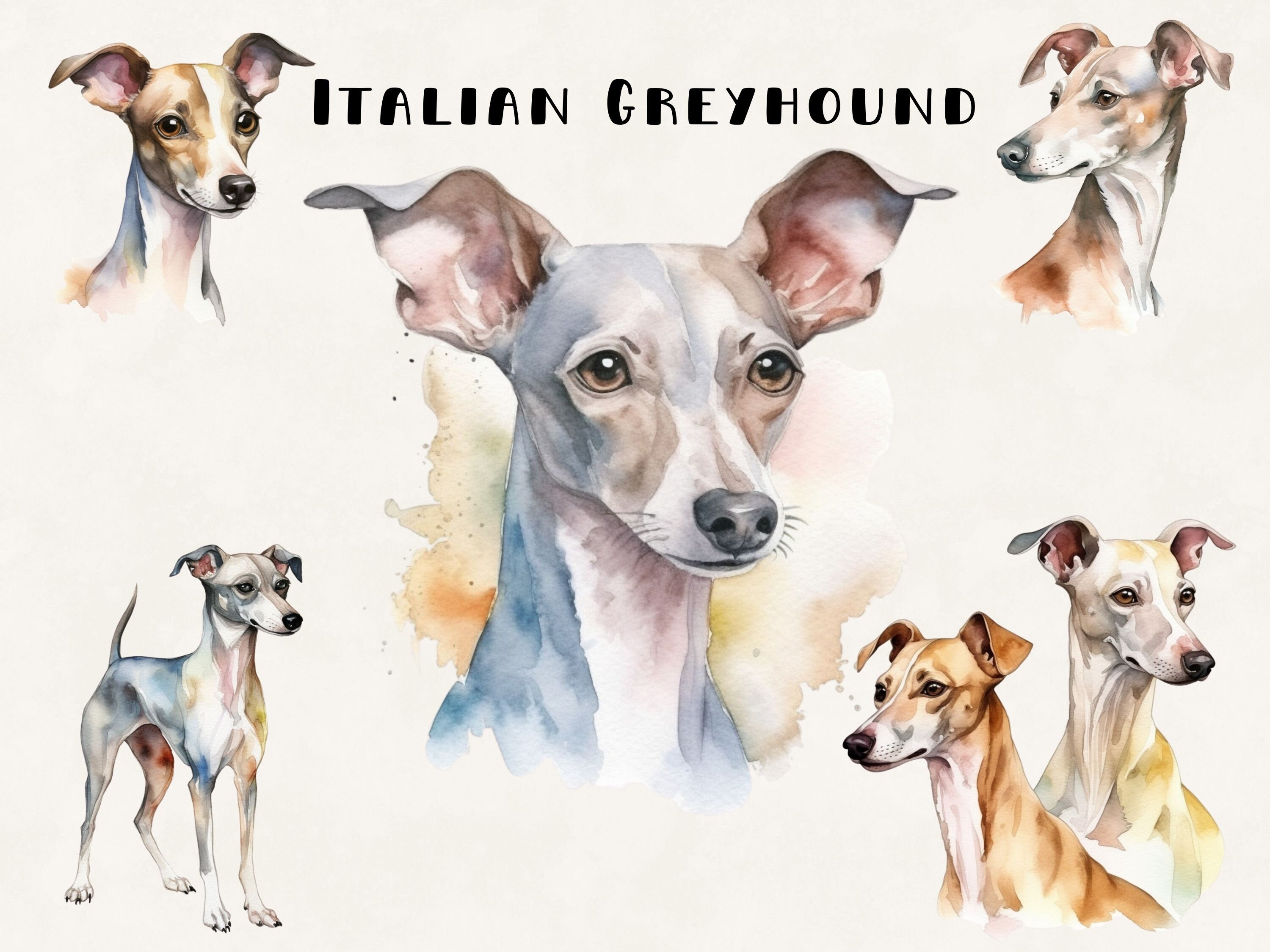 Italian Greyhound Dog Clipart Bundle Commercial Use Watercolor - Etsy UK