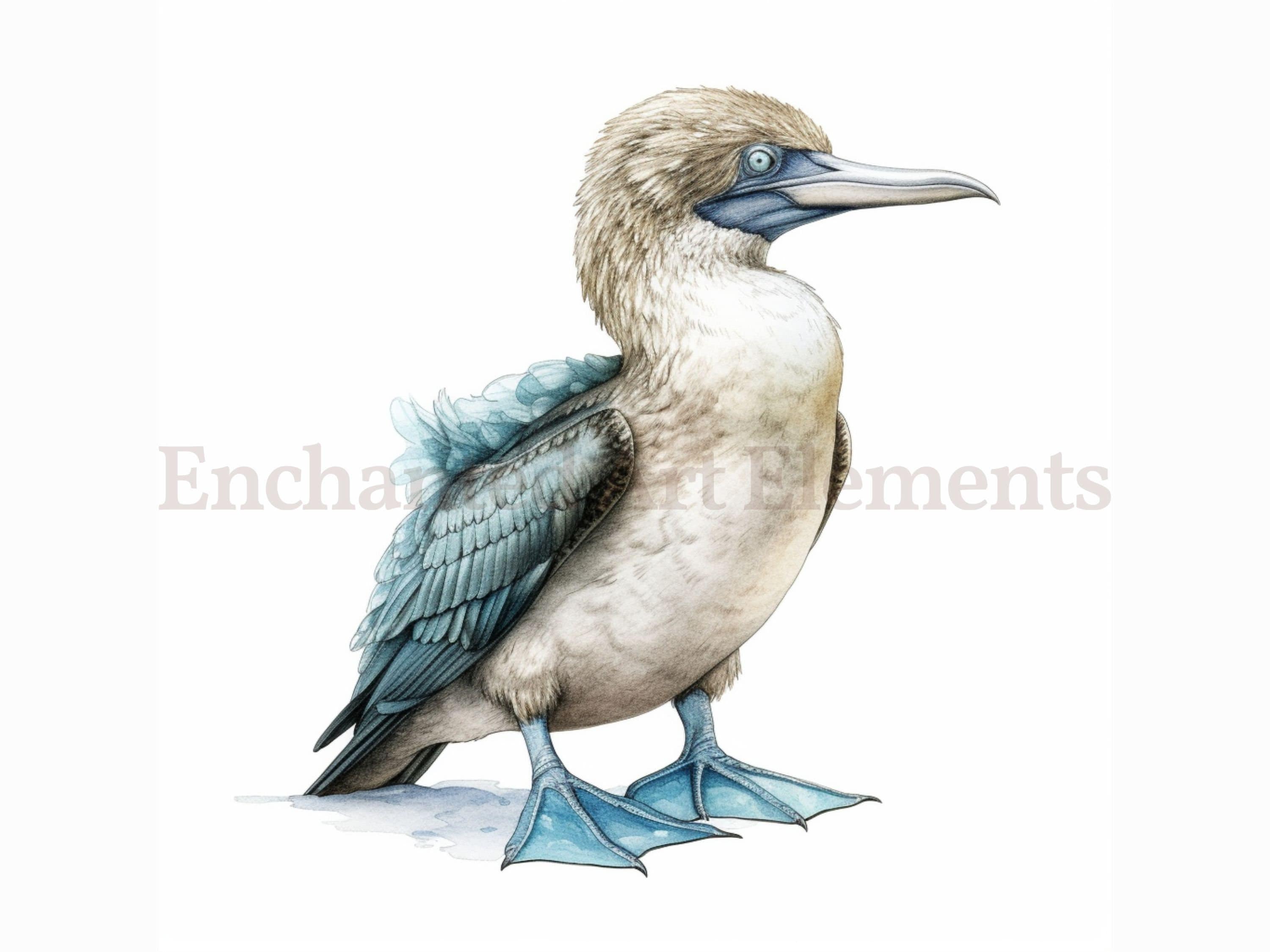 Blue Footed Bobby Clipart Watercolor Illustration Commercial - Etsy