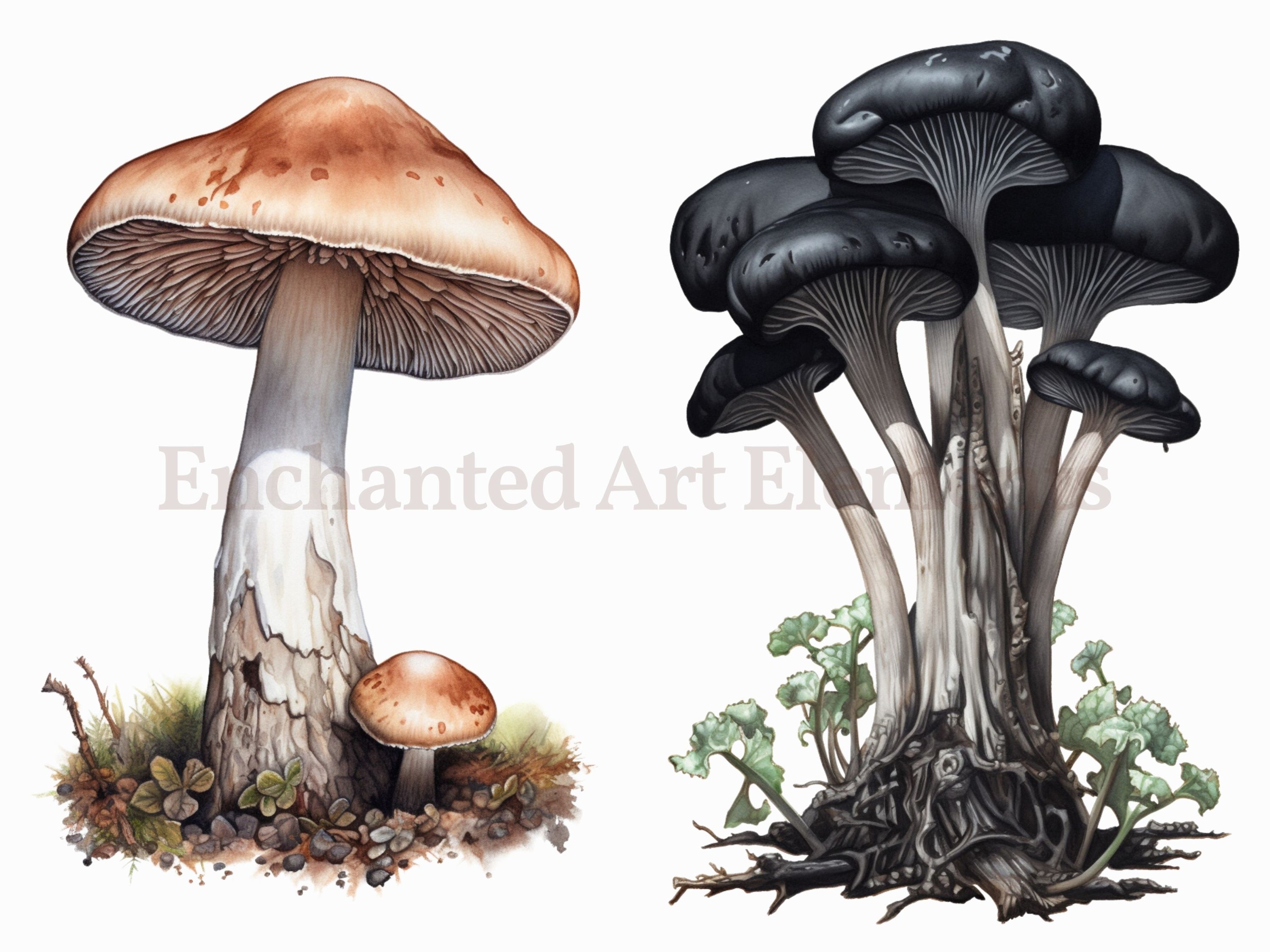 15 Woodland Mushroom Watercolor Clipart Variety Bundle - Etsy