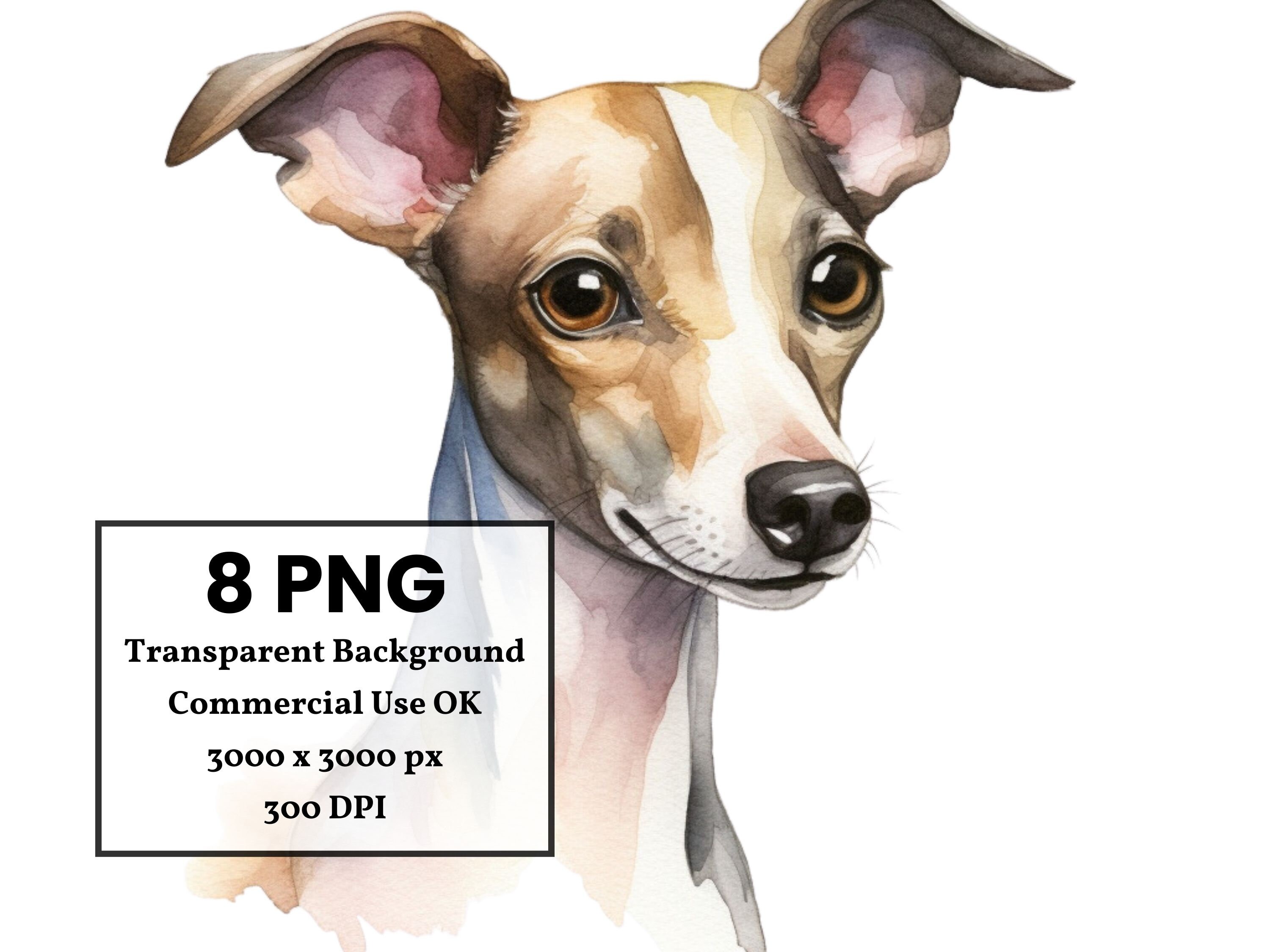 Italian Greyhound Dog Clipart Bundle Commercial Use Watercolor - Etsy