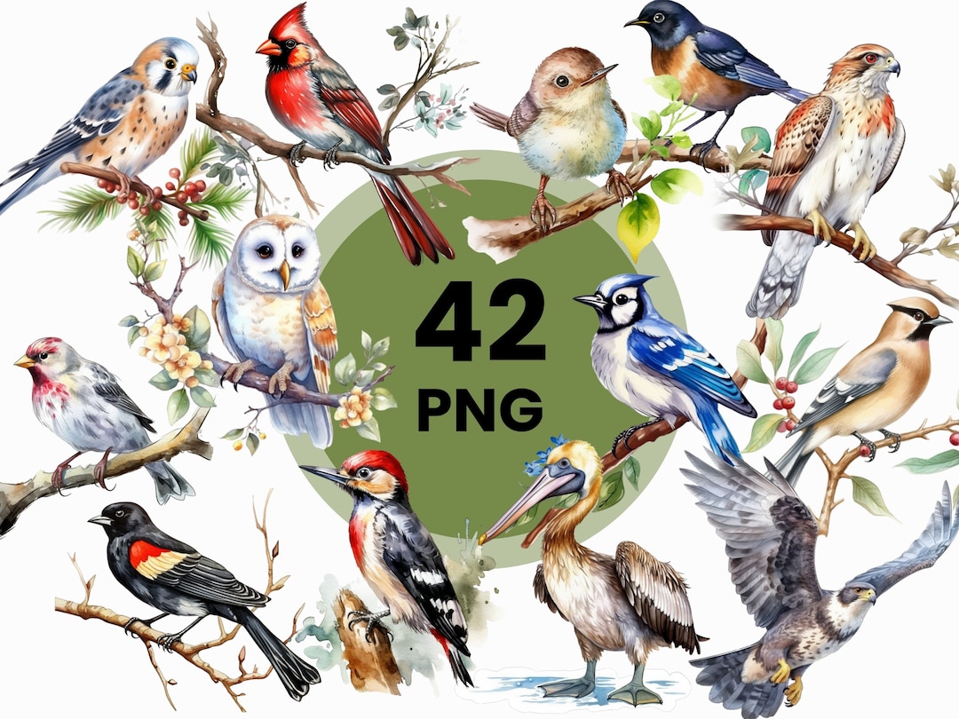 Watercolor Bird Clipart Bundle: 42 PNG Files, Bird Watching Design ...