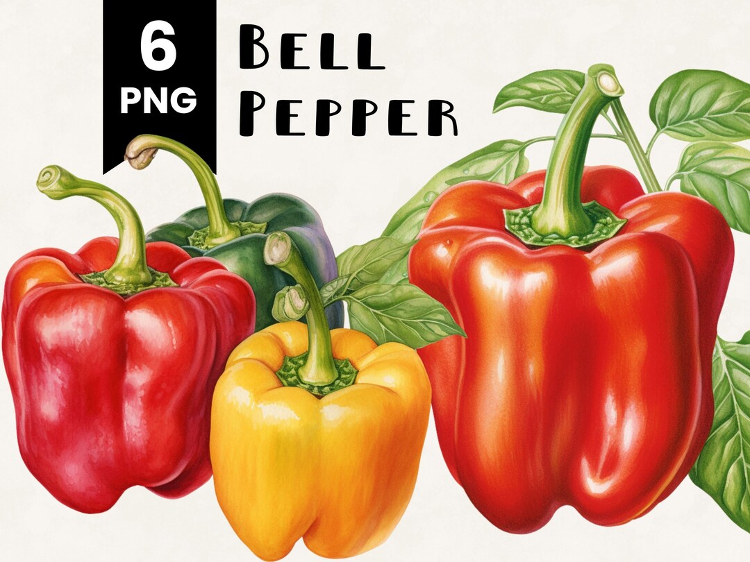 Bell Pepper Food Clipart Watercolor Illustration Commercial Use Digital ...